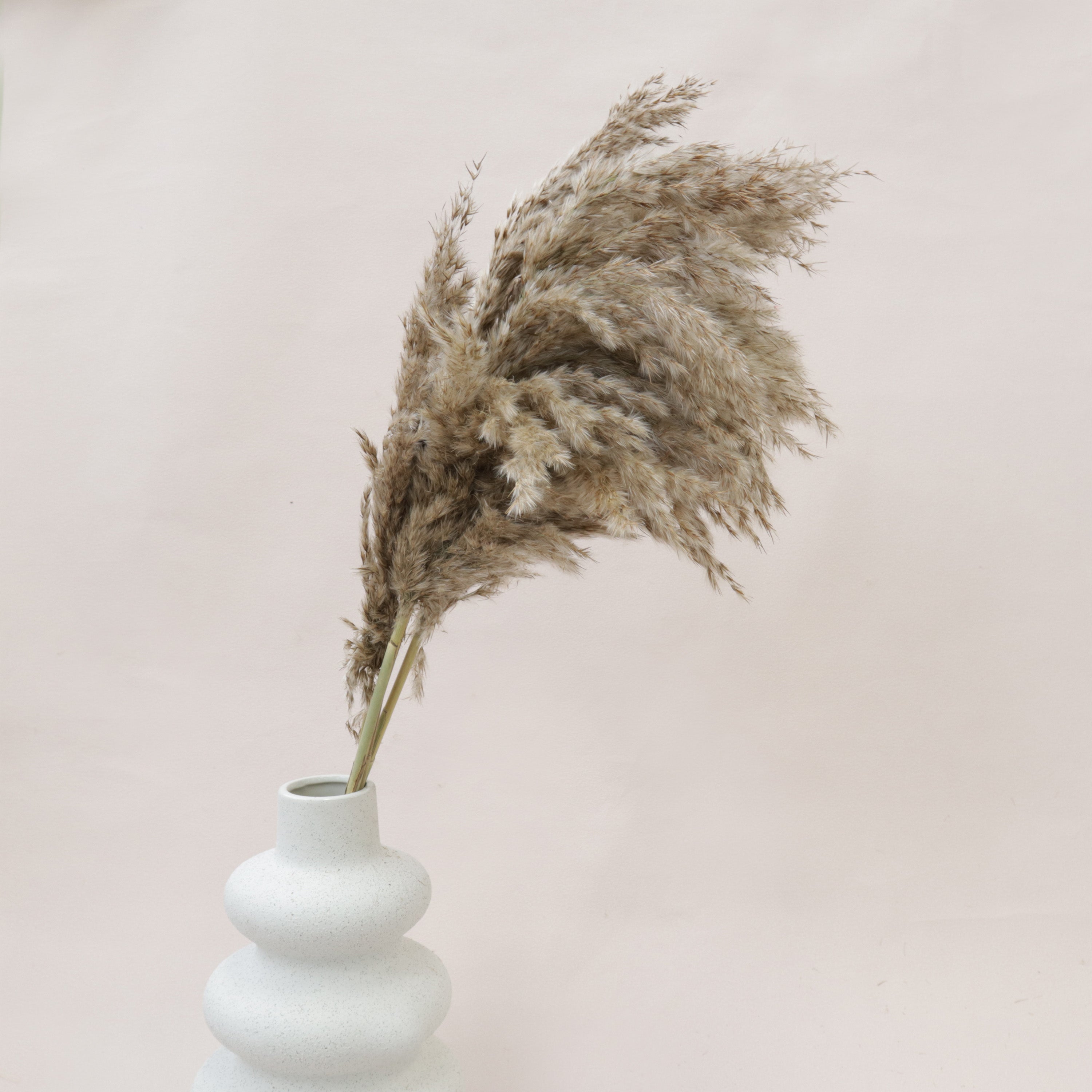 Giant Reeds – Floral Forest Wholesale