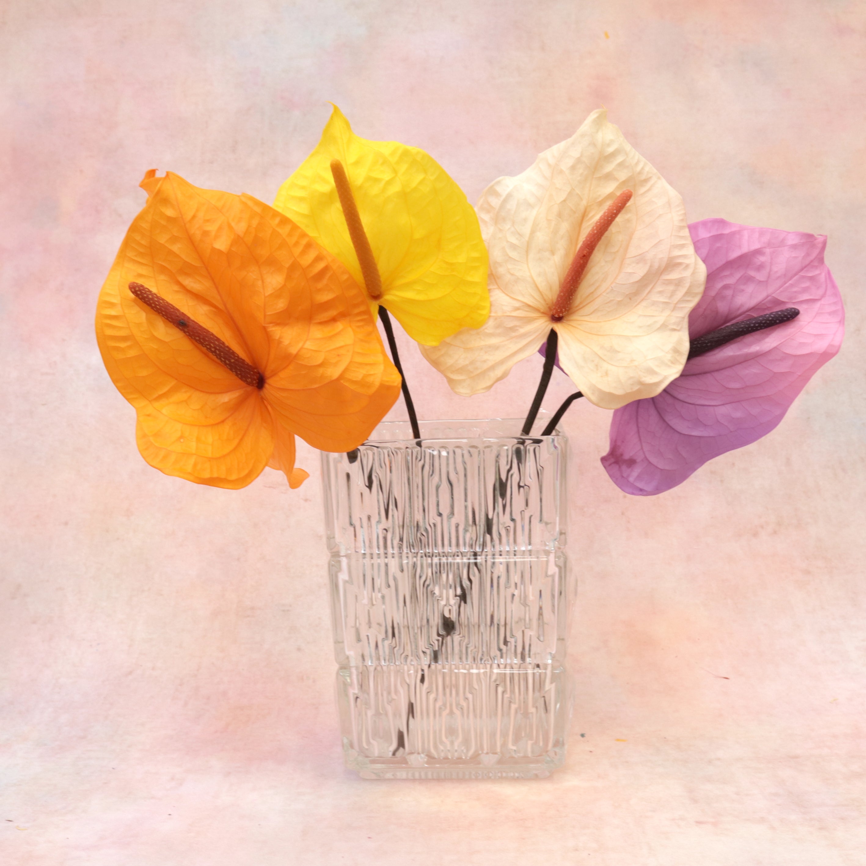 Preserved Anthurium – Floral Forest Wholesale