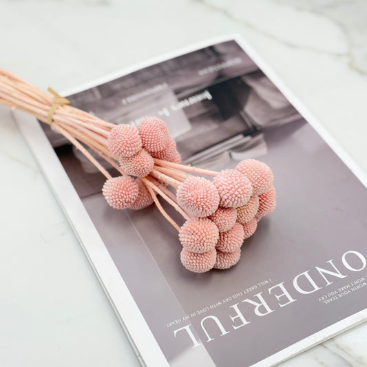 Billy Button – Floral Forest Wholesale