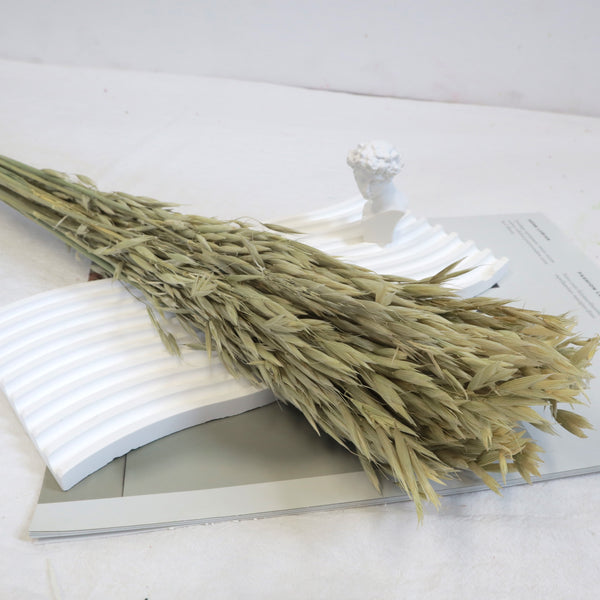 Dried Oat Natural – Floral Forest Wholesale
