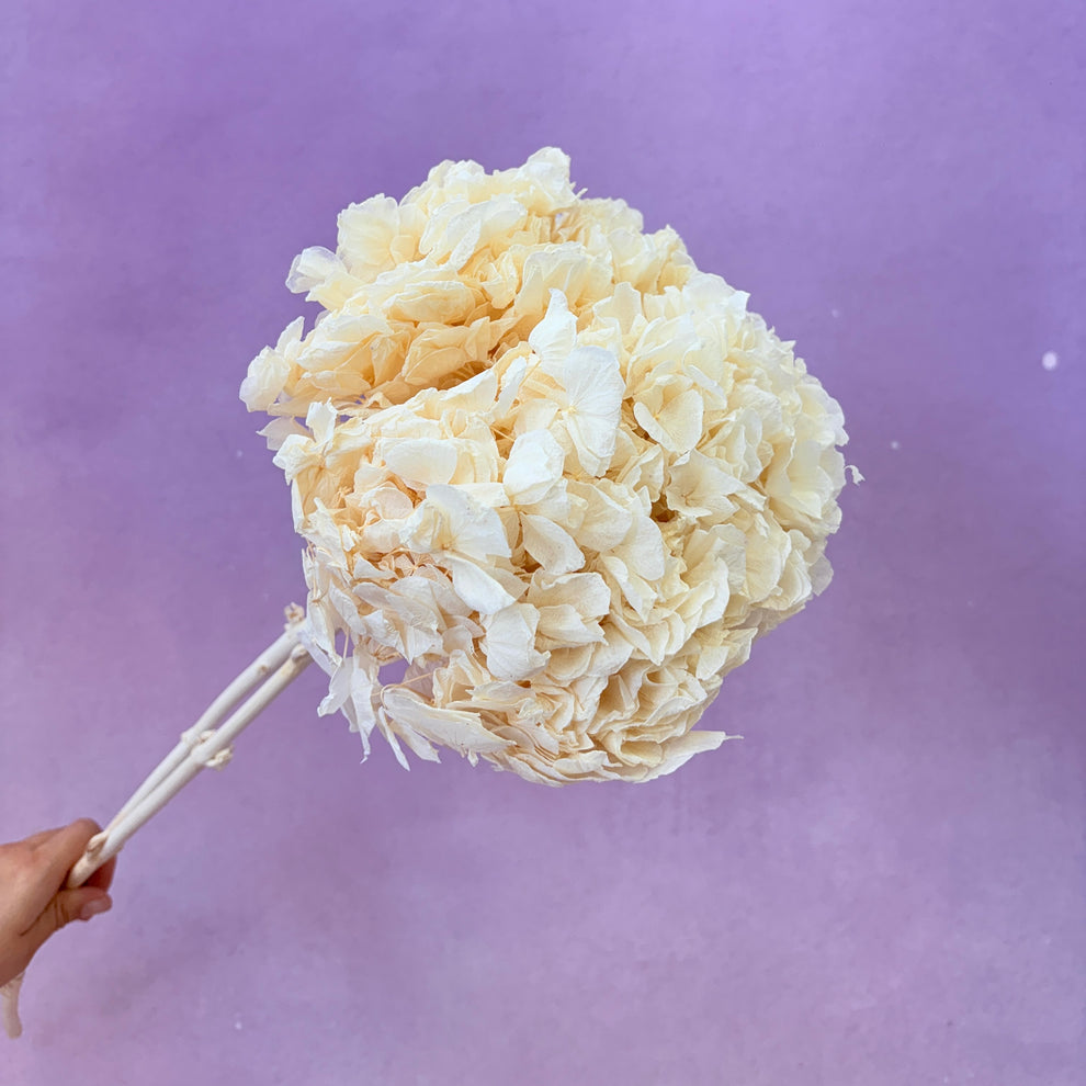 Hydrangea Bigleaf Cream (clearance) – Floral Forest Wholesale