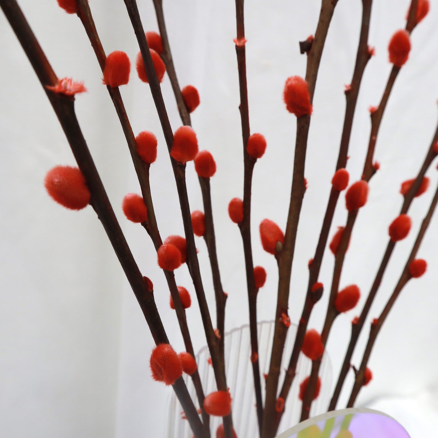 Pussy Willow (Blossom Sticks) Red – Floral Forest Wholesale
