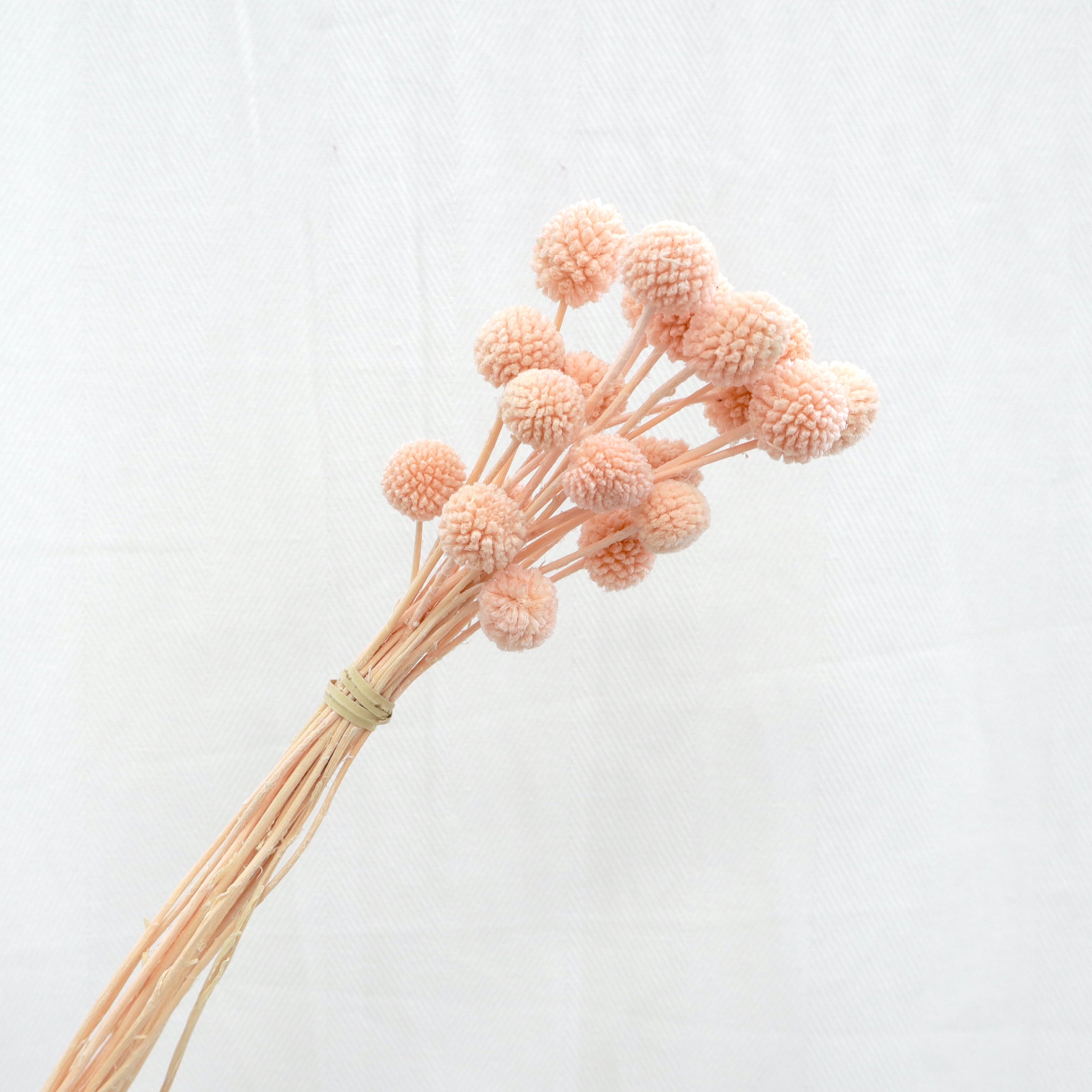 Billy Button – Floral Forest Wholesale