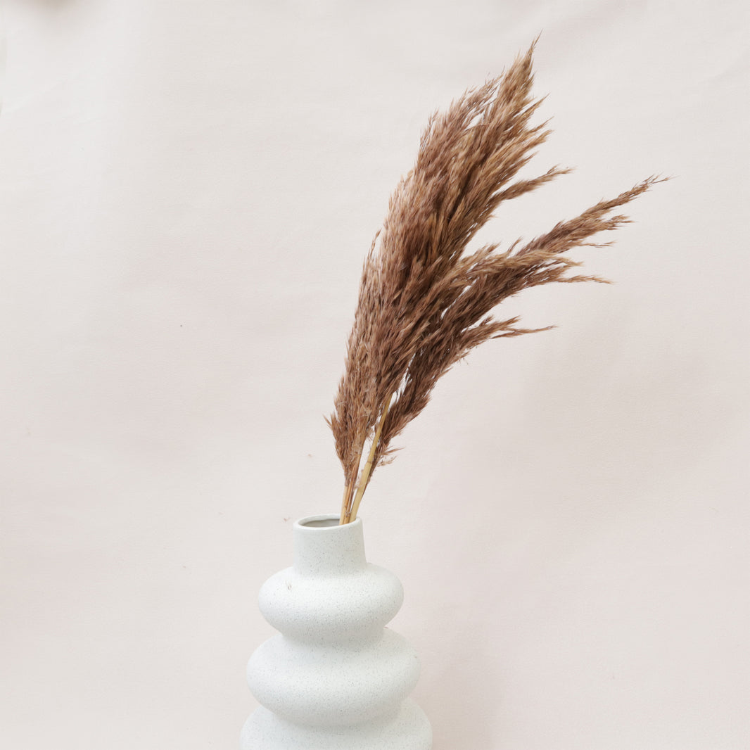 Giant Reeds – Floral Forest Wholesale