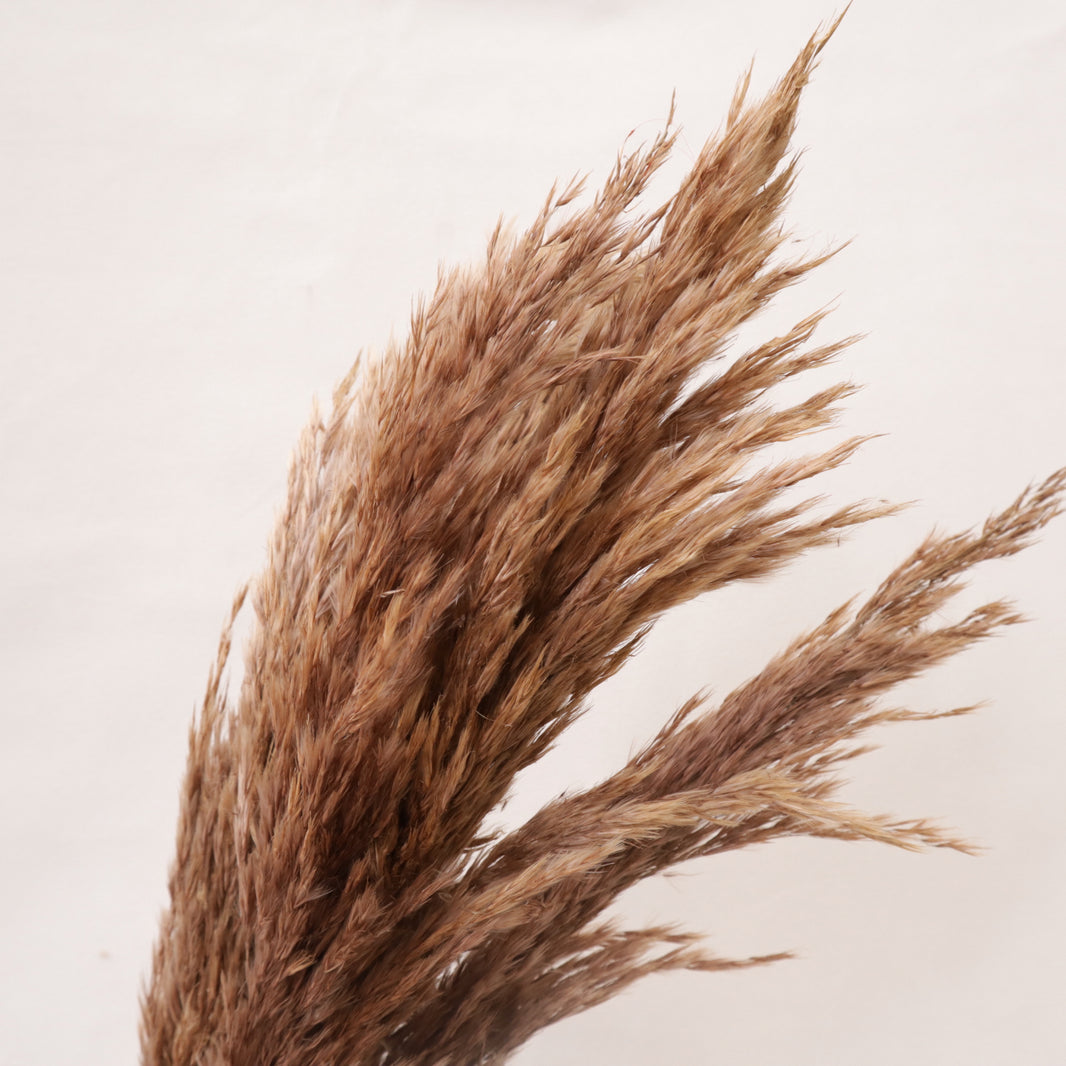 Giant Reeds – Floral Forest Wholesale