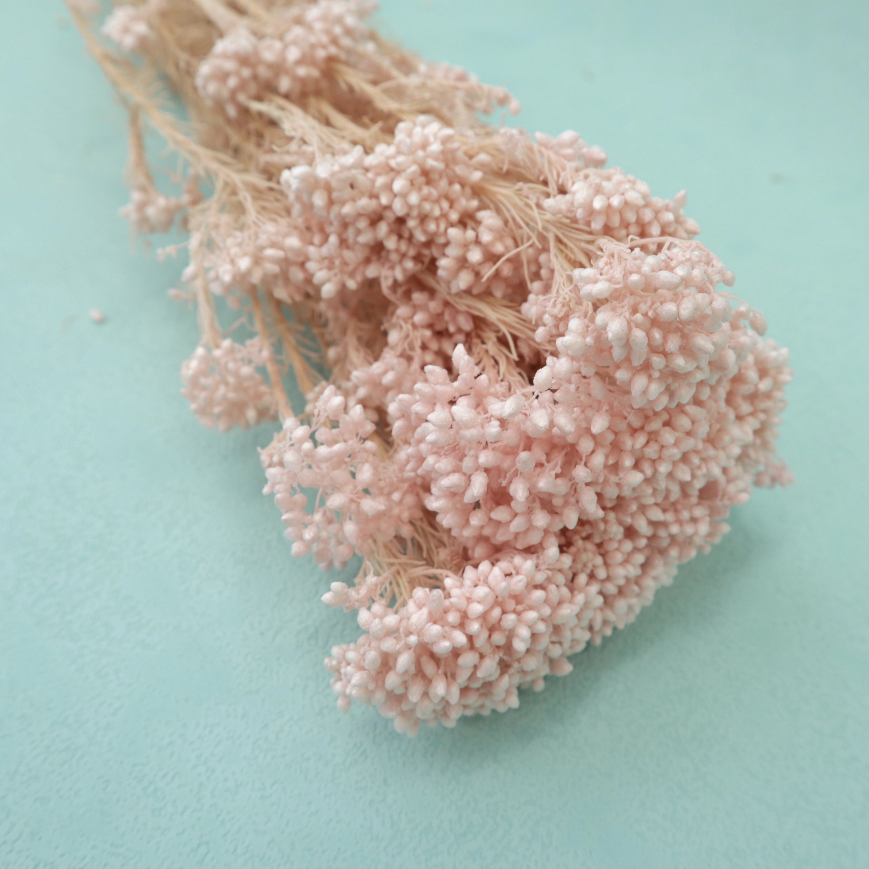 Rice Flower – Floral Forest Wholesale