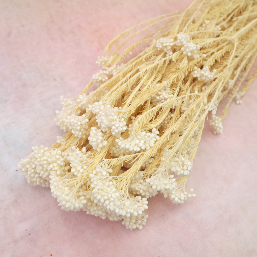 Rice Flower – Floral Forest Wholesale