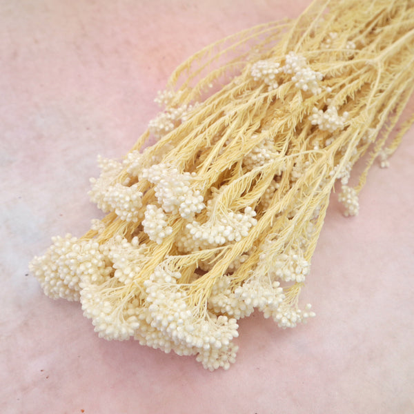 Rice Flower Creamy White – Floral Forest Wholesale