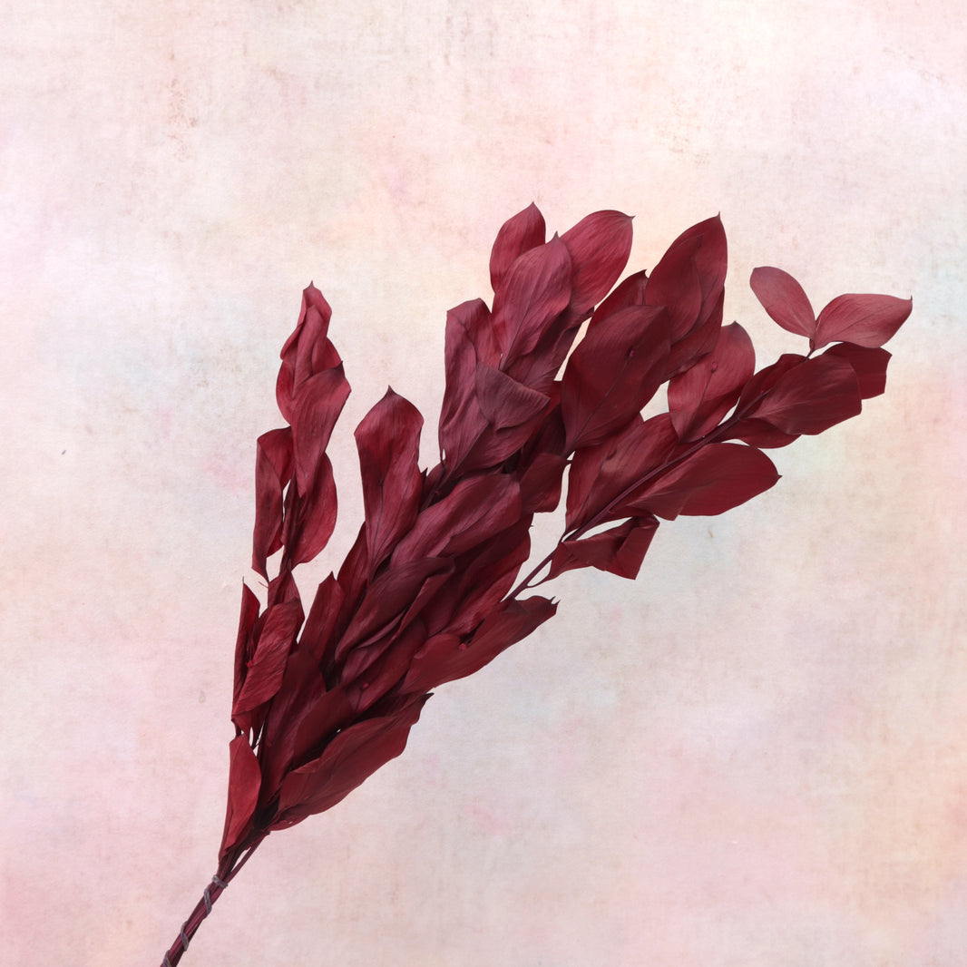 Ruscus Big Leaf – Floral Forest Wholesale