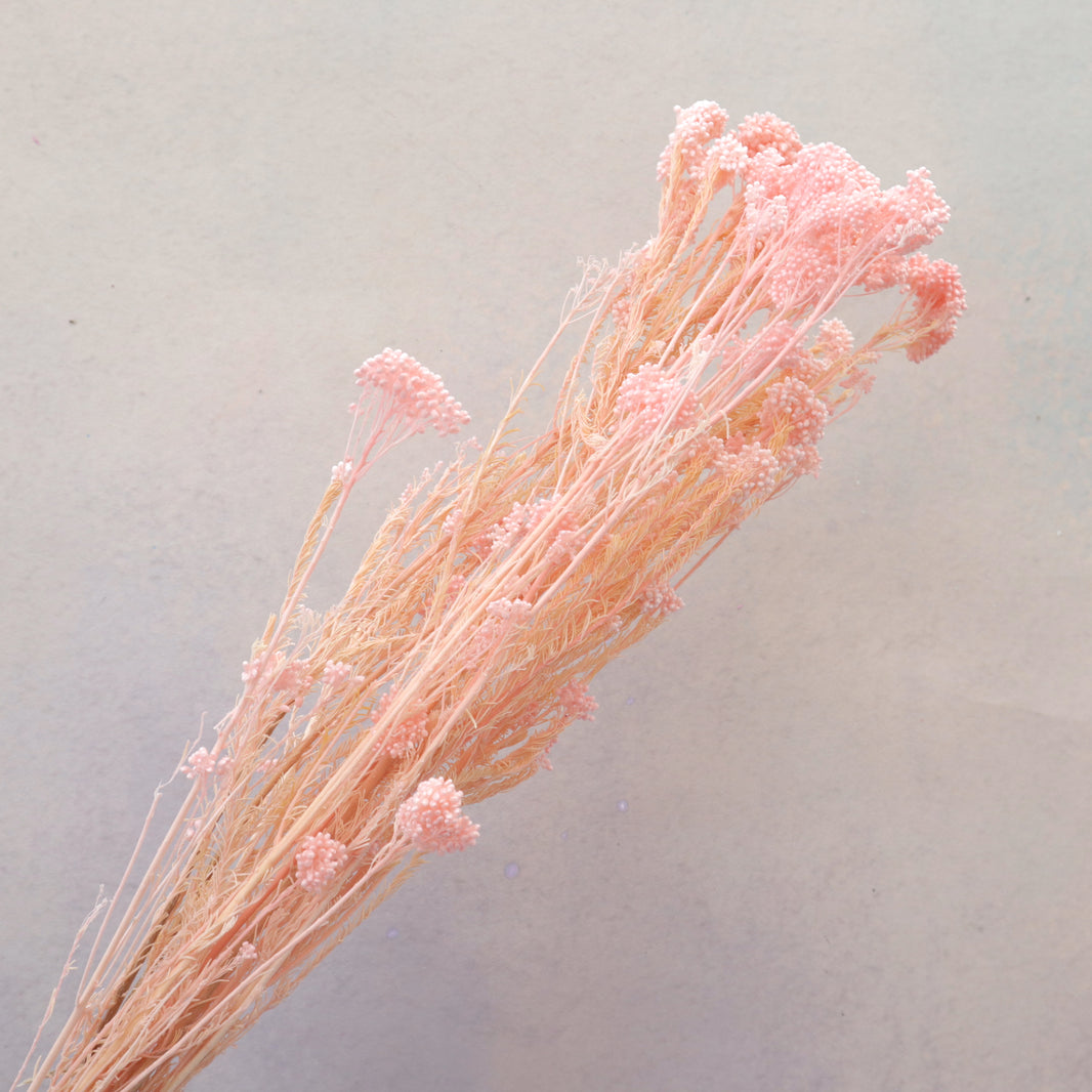 Rice Flower – Floral Forest Wholesale