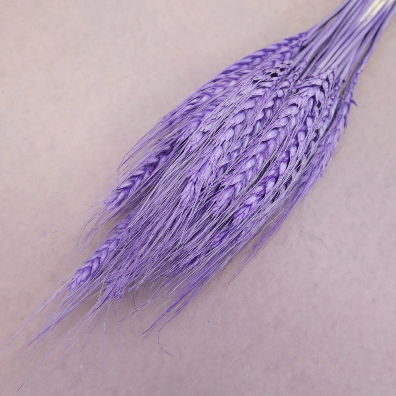 Dried Wheat Purple – Floral Forest Wholesale