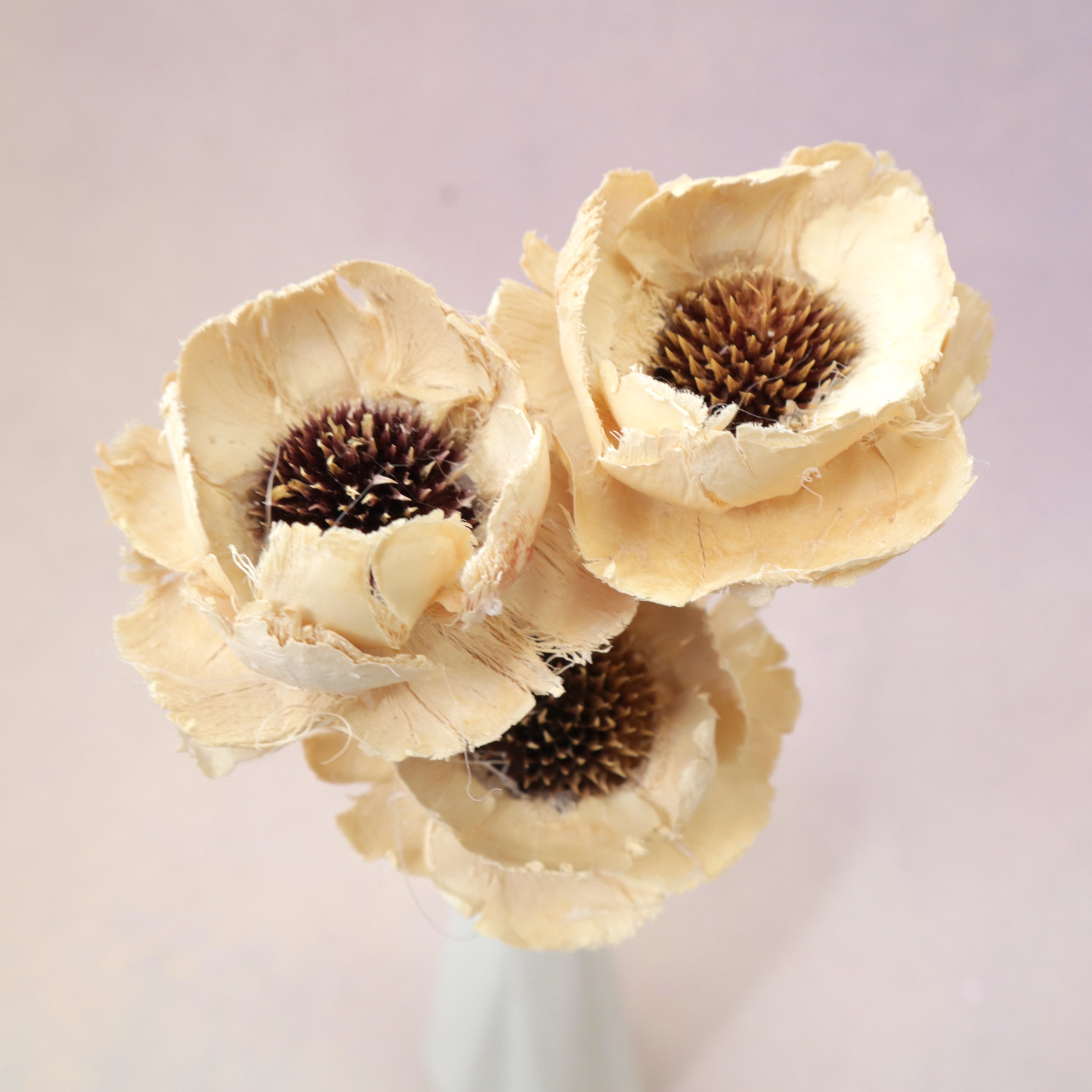 FLORAL FOREST Preserved and Dried Flowers Wholesale – Floral Forest ...