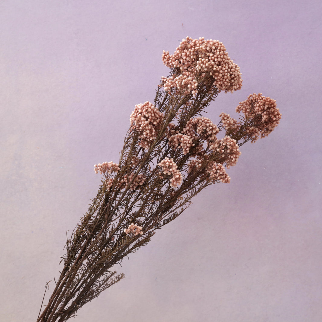 Rice Flower – Floral Forest Wholesale