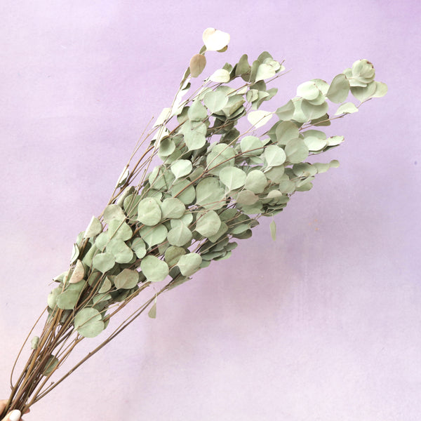 Poly Gum Natural Dired – Floral Forest Wholesale