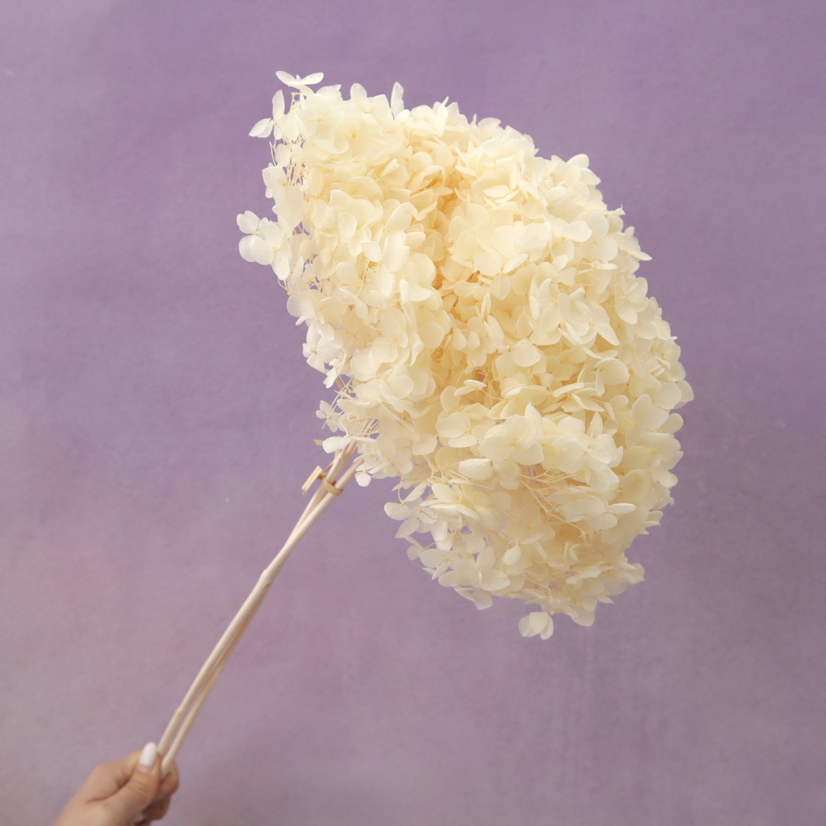 Annabelle Hydrangea Cream – Floral Forest Wholesale