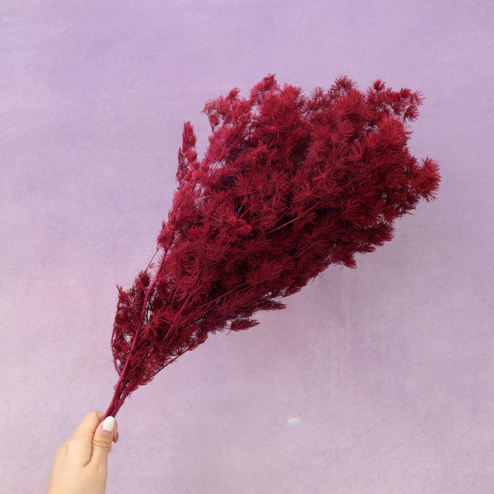 Ming Fern Burgundy – Floral Forest Wholesale