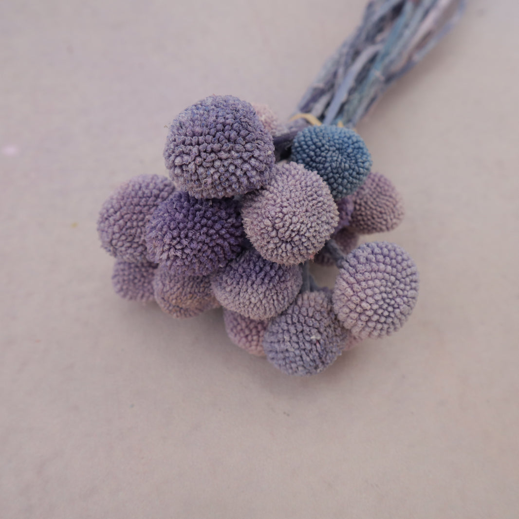 Billy Button – Floral Forest Wholesale