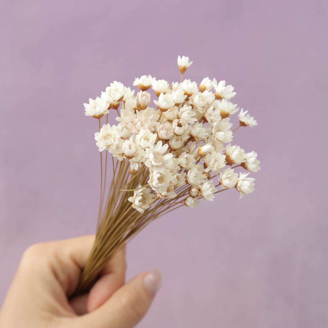 Star Flower – Floral Forest Wholesale