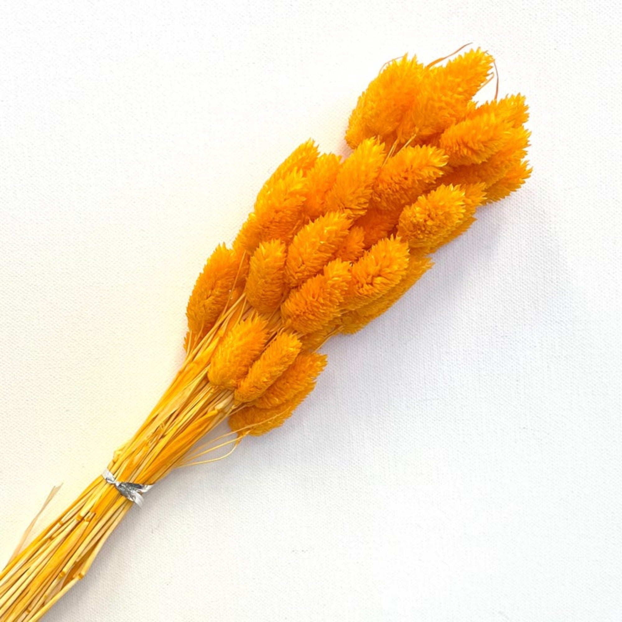 Gem Grass – Floral Forest Wholesale